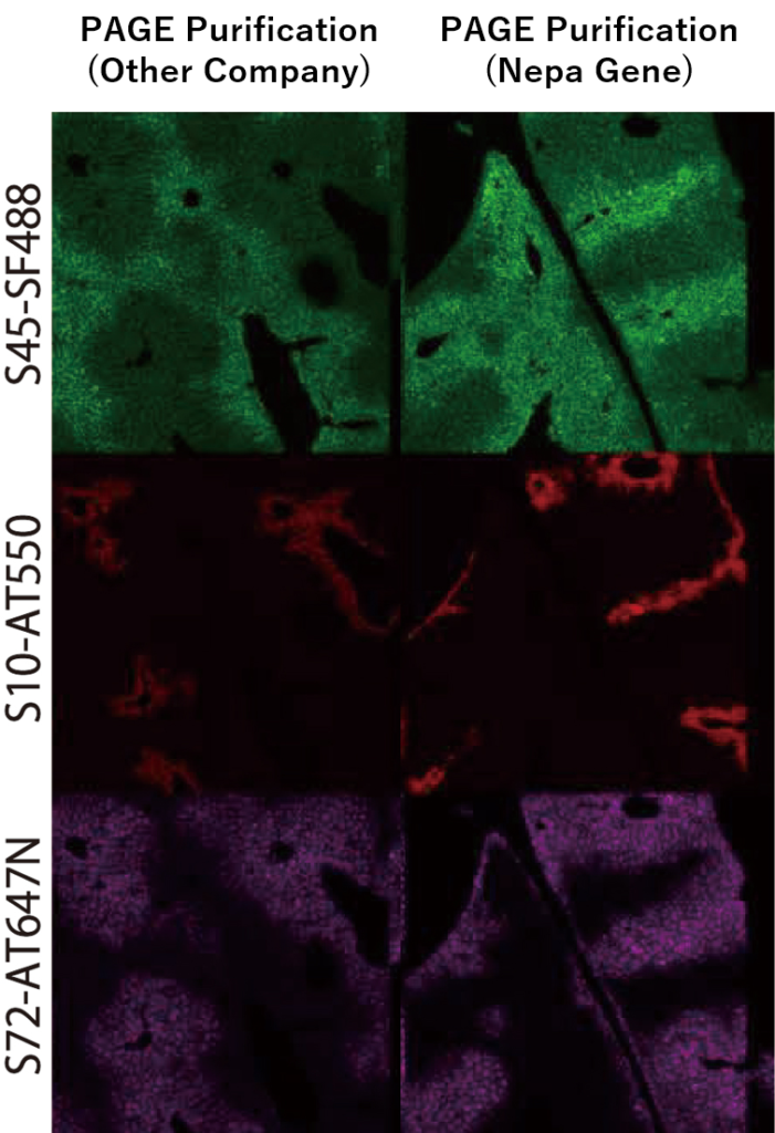 ISHpalette™ Short hairpin amplifier | Product | Nepa Gene Co., Ltd.